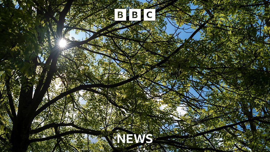 BBC Radio 4 - Today, Shoots of hope for Britain's cherished ash trees