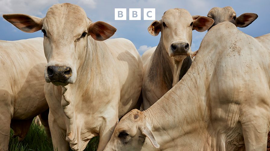 BBC World Service Online - Schedules, Sunday 13 July 2025