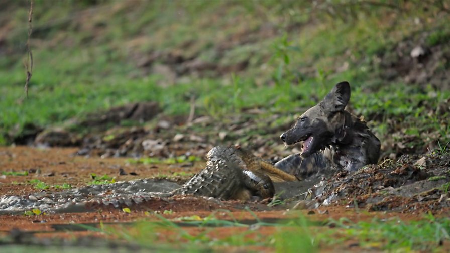 BBC One - Kingdom, Series 1, Flint and the Crocodile, A leopard has ...