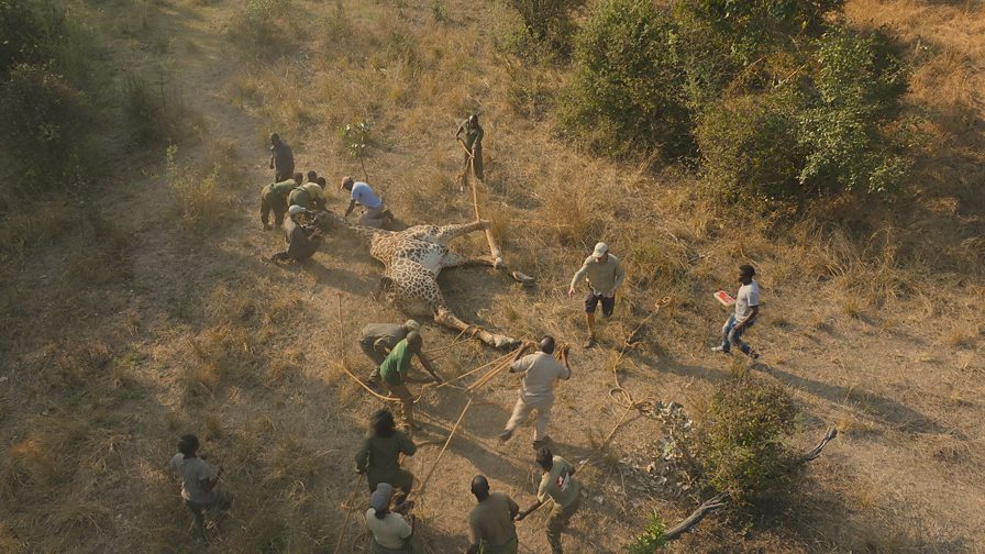 BBC One - Kingdom - In search of my first lions and their cubs