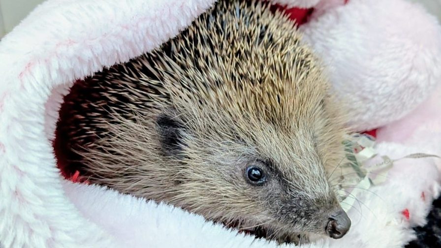 BBC Radio Devon - John Acres, 30/12/2025, The King's New Year Honours ...