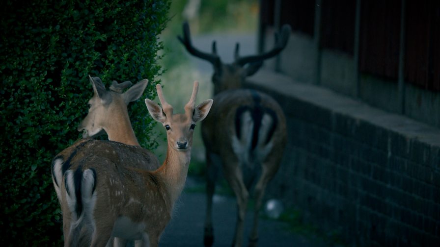 BBC One - Wild London