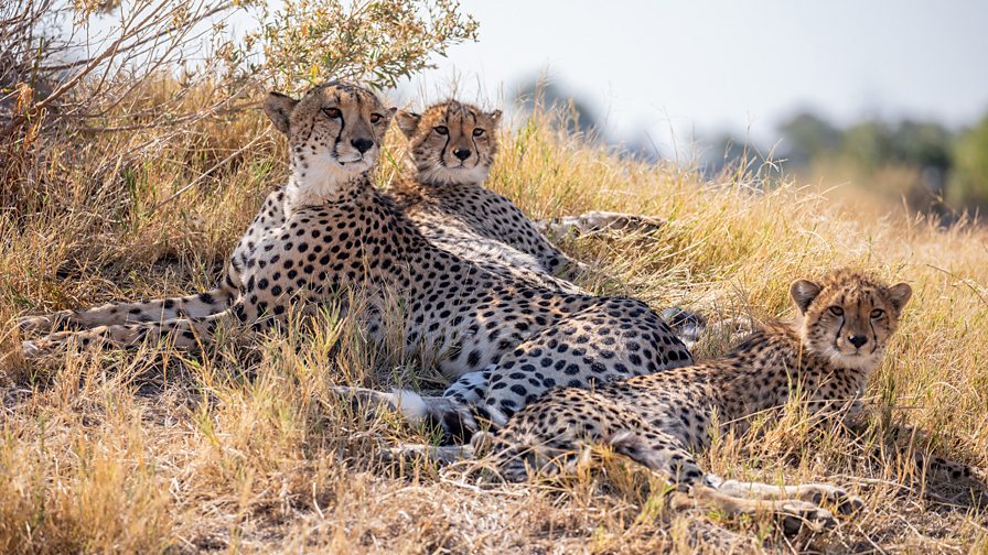 BBC Two - Big Cats 24/7