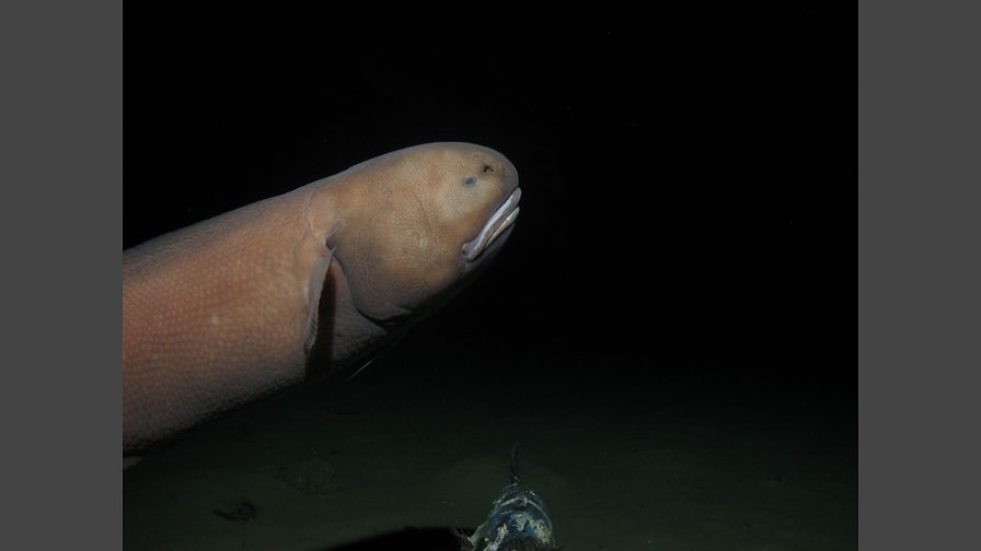 BBC Radio 4 - Into the Abyss, The Hadal Zone