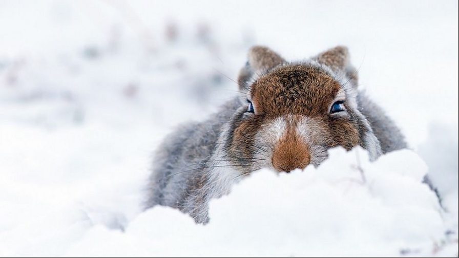 BBC Two - Winterwatch, Meet the stars of Winterwatch