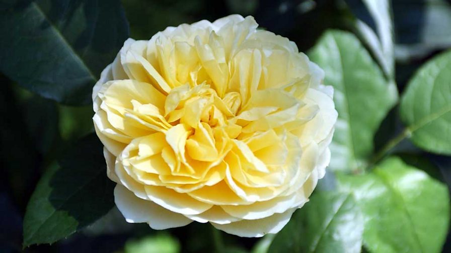 BBC Radio 4 - Gardeners' Question Time - GQT on location