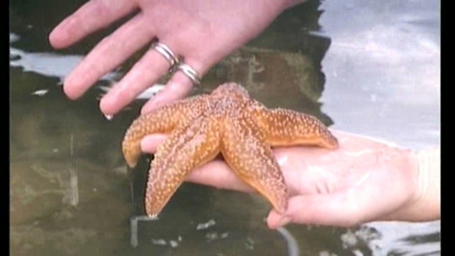 BBC - Rockpooling in Portrush