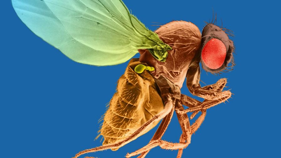 BBC Radio 4 - In Our Time - How YOUR parasites affect YOU