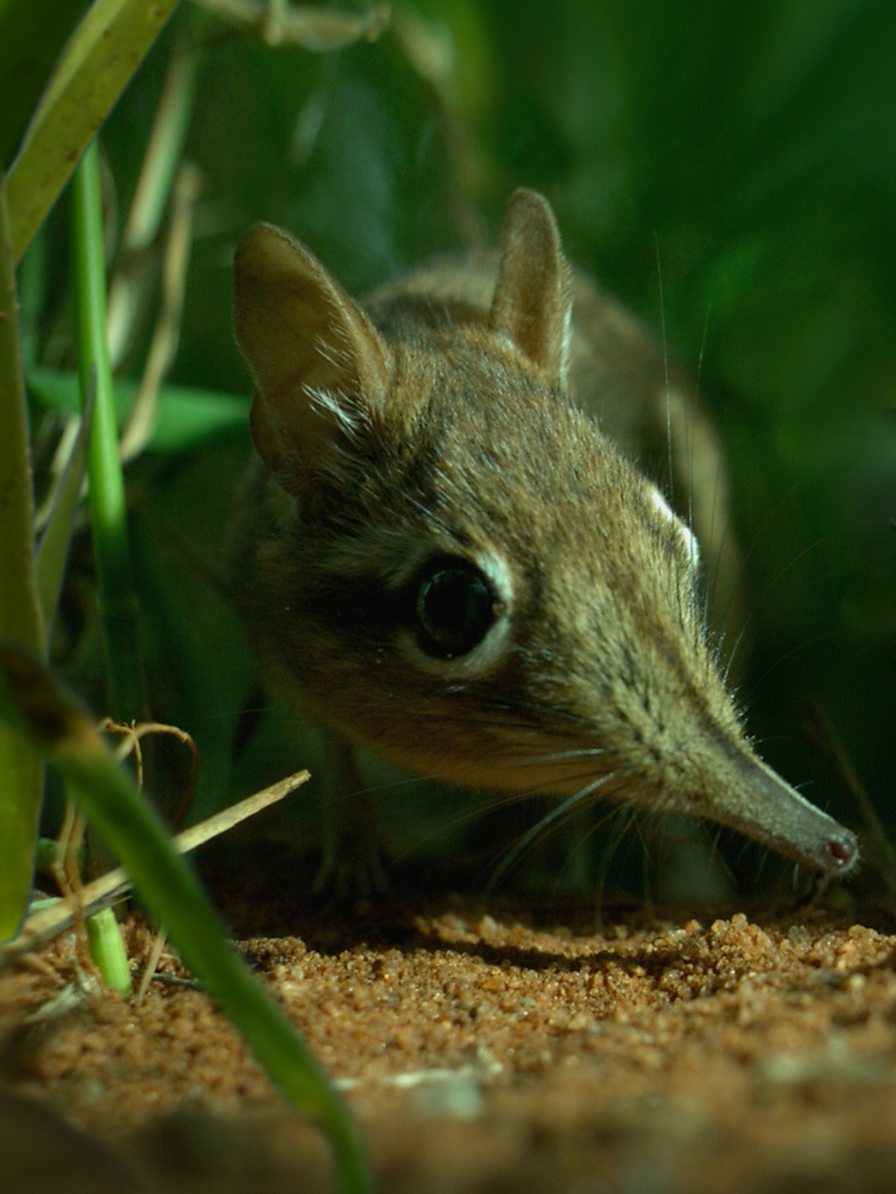 BBC One - Hidden Kingdoms - Rufous elephant shrew (sengi)