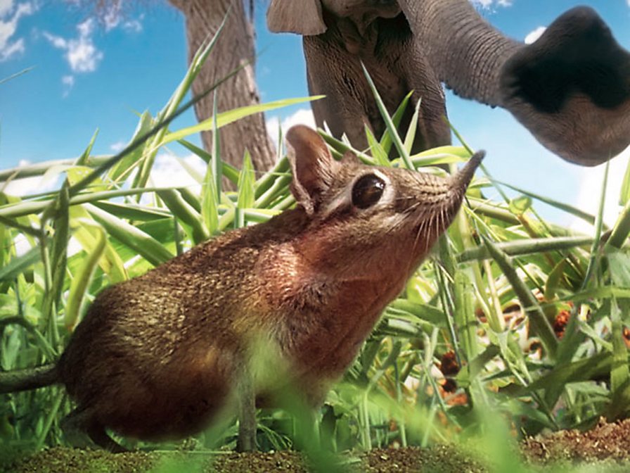 BBC One - Hidden Kingdoms - Rufous elephant shrew (sengi)