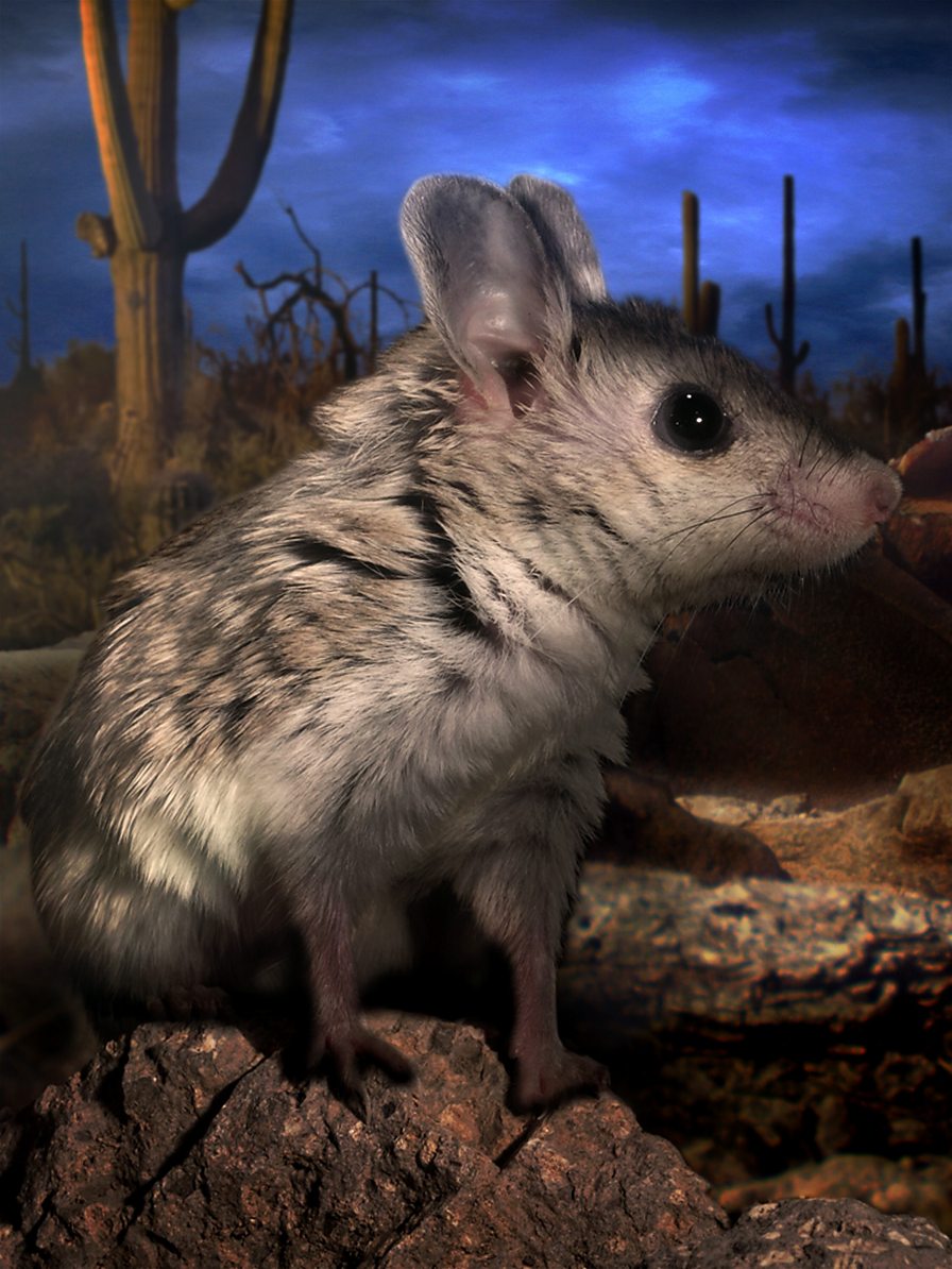 BBC One - Hidden Kingdoms - Grasshopper mouse