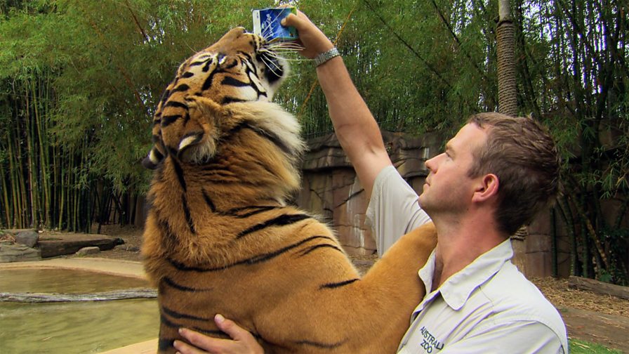 BBC Two - Tigers about the House, Series 1 - Meet Giles Clark