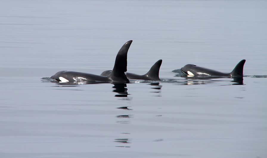 BBC Blogs - Springwatch - The Orcas of the West Coast of Scotland