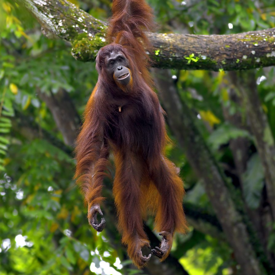 BBC Four - The Wonder of Animals - Wonder facts: Great apes
