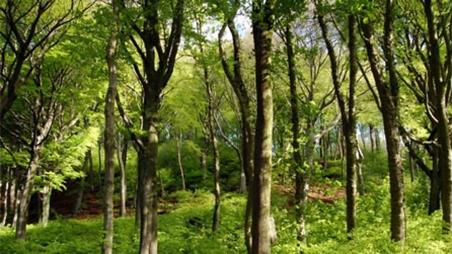 BBC Blogs - Wales - Bill Frost - the first man to fly?