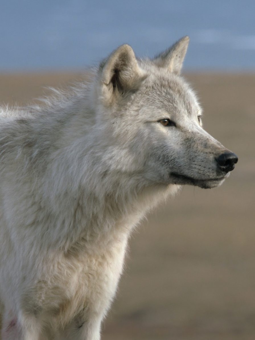 BBC Two - Snow Wolf Family and Me - Scruffy