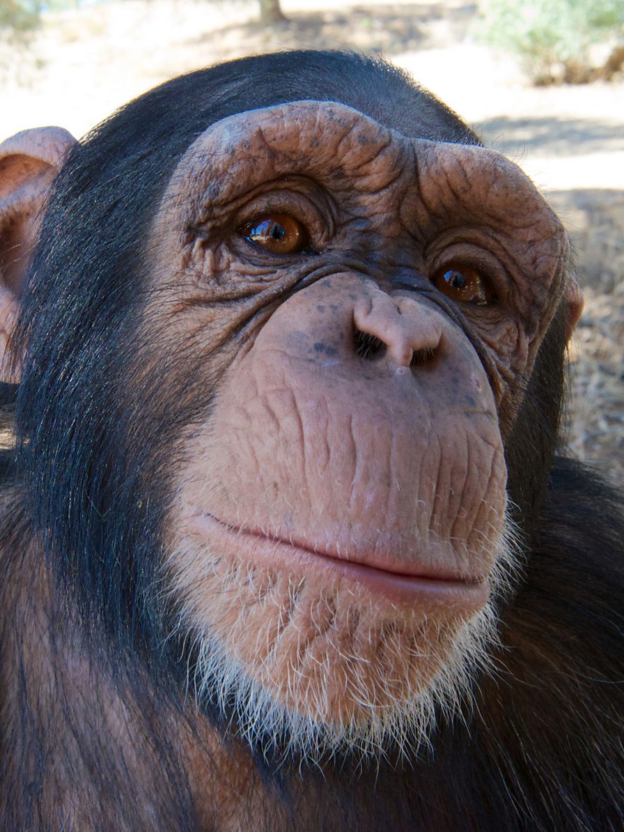 BBC One - Super Cute Animals - Great apes