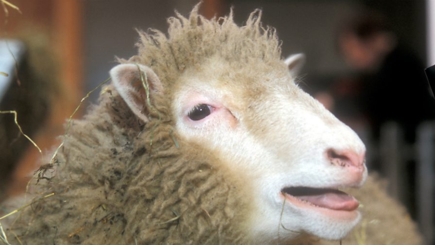 BBC Radio 5 Live - 5 live Daily - 'I was there': Dolly the Sheep ...