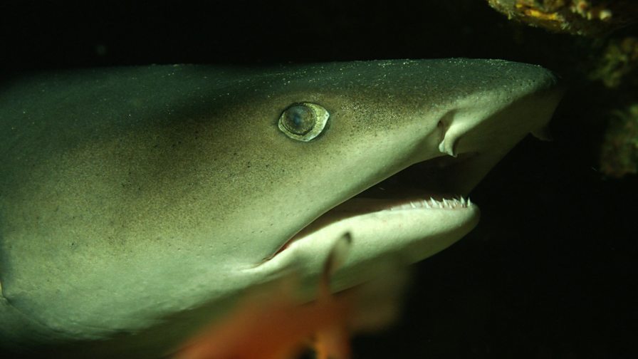 BBC One - Shark - What makes a shark?