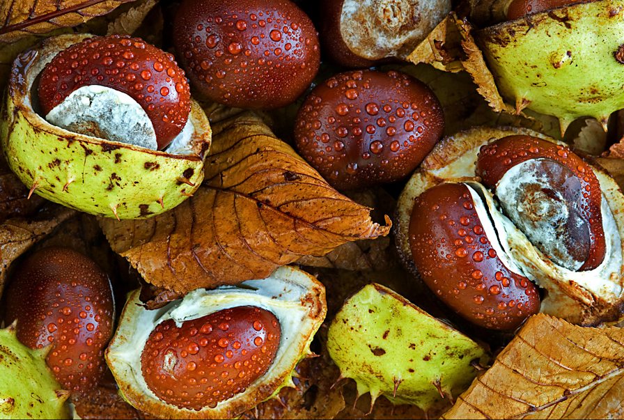 BBC Arts - Get Creative - Second nature: how to take the best wildlife ...