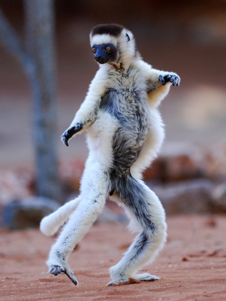 BBC One - Nature's Greatest Dancers - Sifaka
