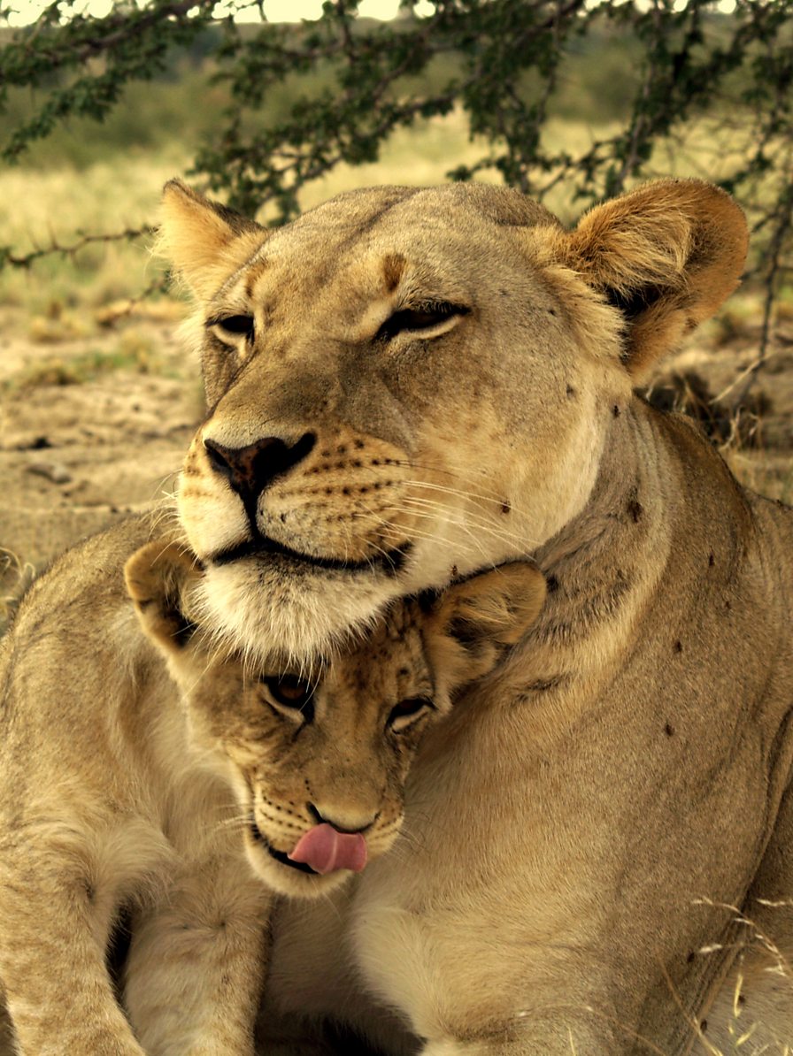 BBC One - Animal Super Parents - Lions