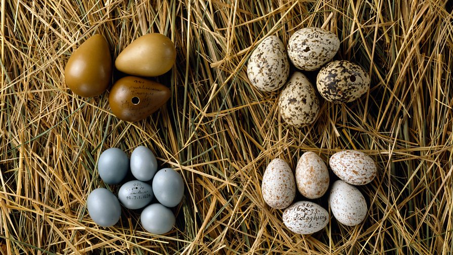 BBC Radio 4 - Natural Histories, Birds Eggs - Oology: The criminal ...