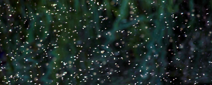 BBC Scotland - The Secret Life of Midges