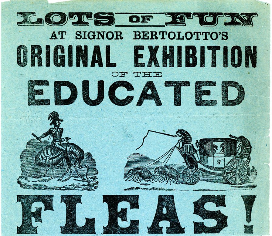 BBC Radio 4 - Natural Histories, Fleas - The rise and demise of the ...