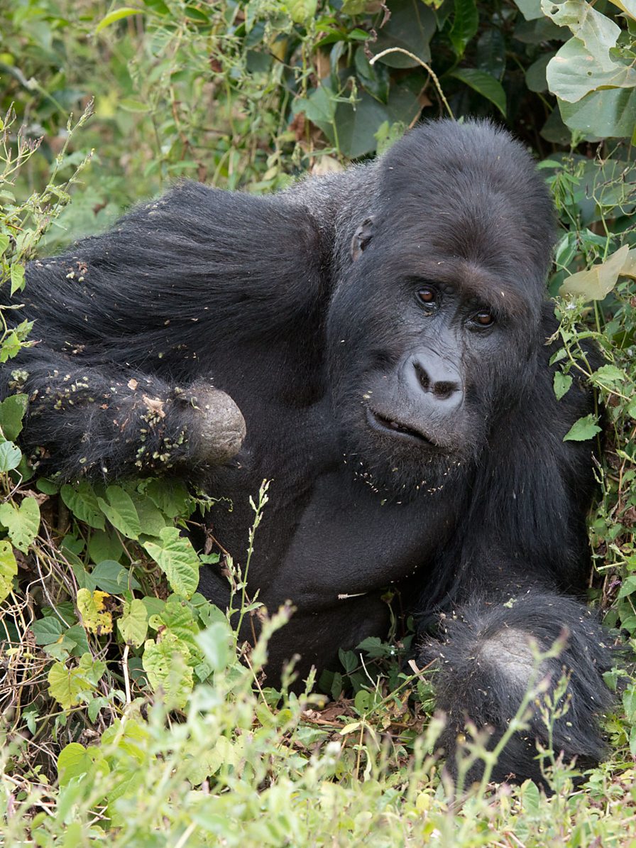 BBC Two - Gorilla Family & Me - Mugaruka