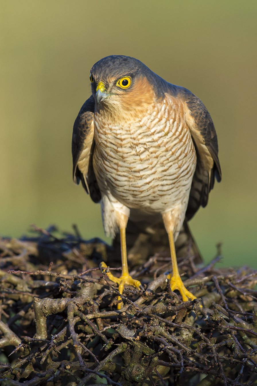 BBC Blogs - Springwatch - How I balance wildlife photography and school ...