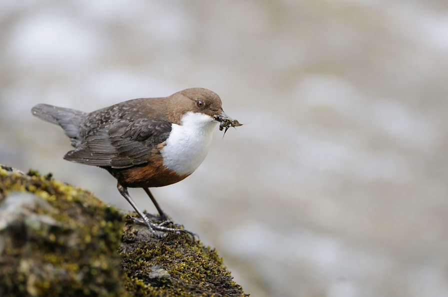 BBC One - Highlands - Scotland's Wild Heart - A gallery of stunning ...