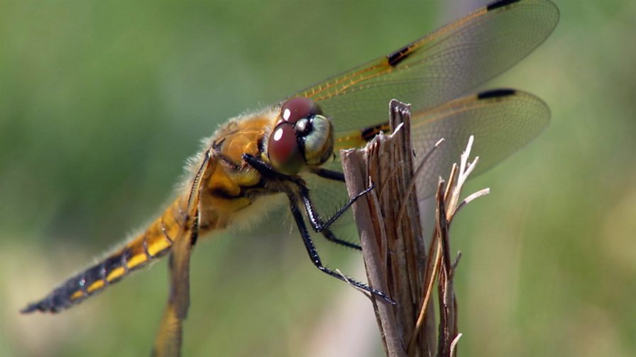 BBC One - Highlands - Scotland's Wild Heart - A gallery of stunning ...