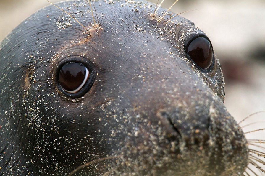 BBC One - Highlands - Scotland's Wild Heart - The Sinister Side of Seals