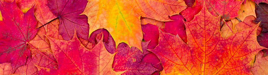 BBC Radio 4 - Four Seasons - Autumn oddities: 22 facts about the 'fall'