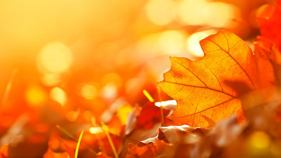BBC Radio 4 - Radio 4 in Four - Six beautiful words to describe autumn