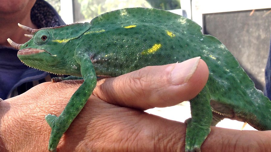 BBC Radio 4 - Natural Histories, Chameleon - Nine colourful facts about ...
