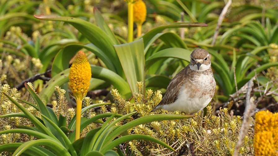 BBC One - Planet Earth II - Megaherbs of the sub Antarctic islands