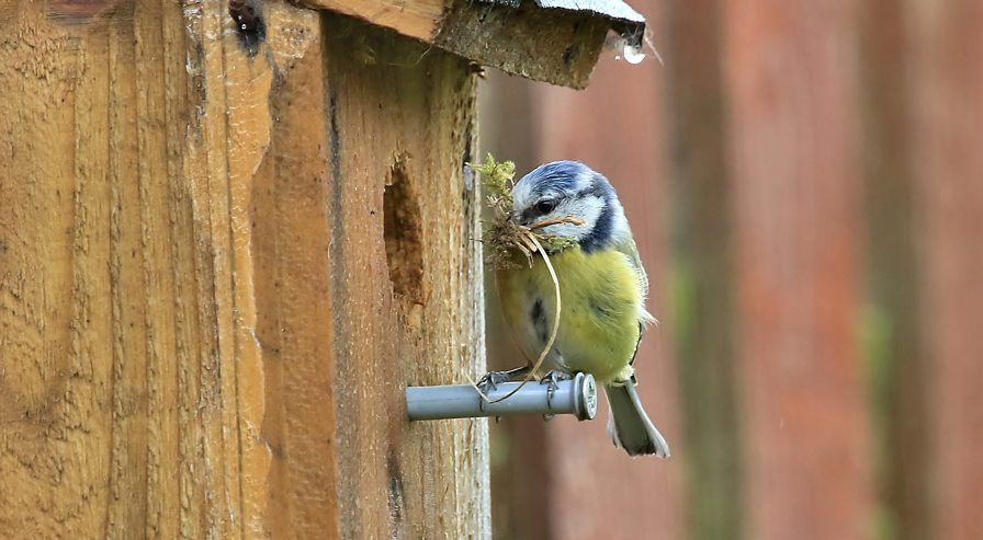 BBC Two - Springwatch