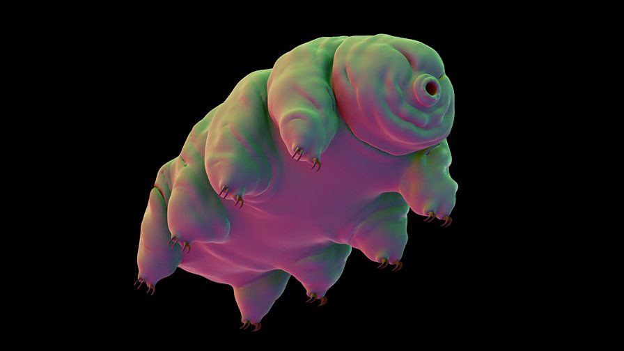 BBC Radio 4 - Natural Histories - What Are Tardigrades?