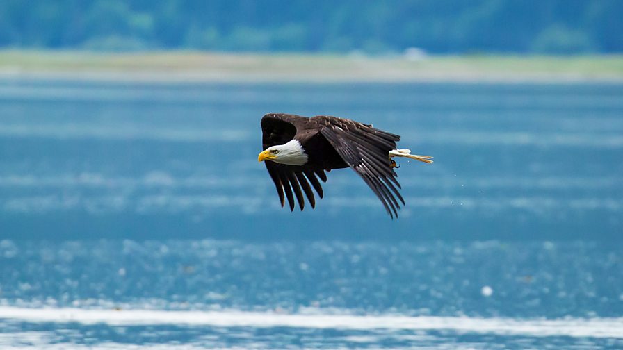 BBC One - Wild Alaska Live - The stars from Wild Alaska Live