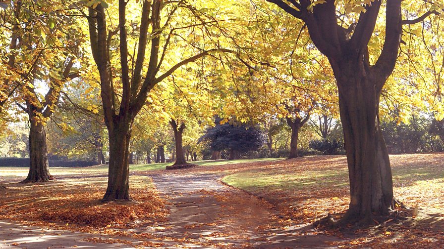 bbc-radio-4-radio-4-in-four-six-beautiful-words-to-describe-autumn
