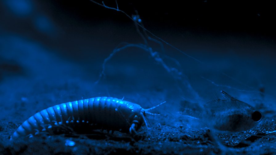 BBC One - Blue Planet II - Filming Bobbit worms in the dark