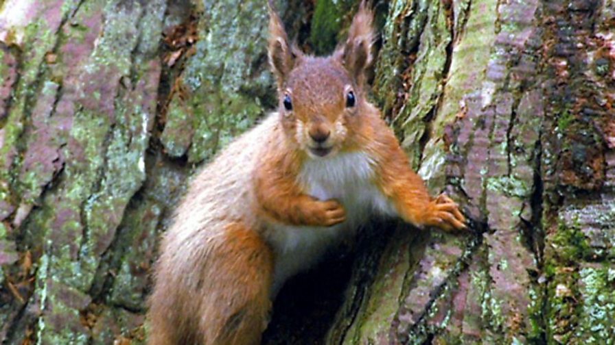 BBC Scotland - BBC Scotland - Need cheering up on a cold winter’s day ...