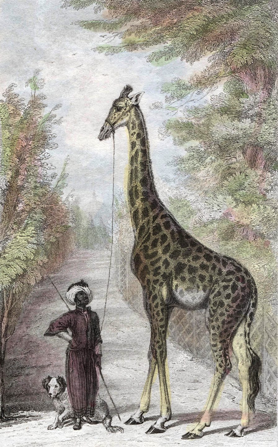 BBC Radio 4 - Natural Histories - Giraffemania: When Europe went spotty ...