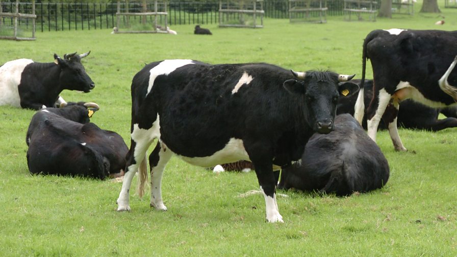 BBC Radio 4 - Radio 4 in Four - Nine udderly fascinating facts about cows