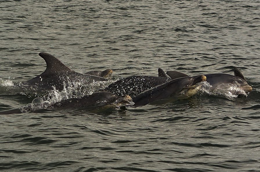 BBC Blogs - Springwatch - Eight delightful dolphin photos that'll ...