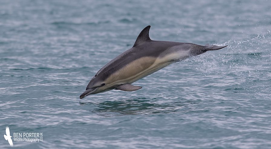 BBC Blogs - Springwatch - Eight delightful dolphin photos that'll ...