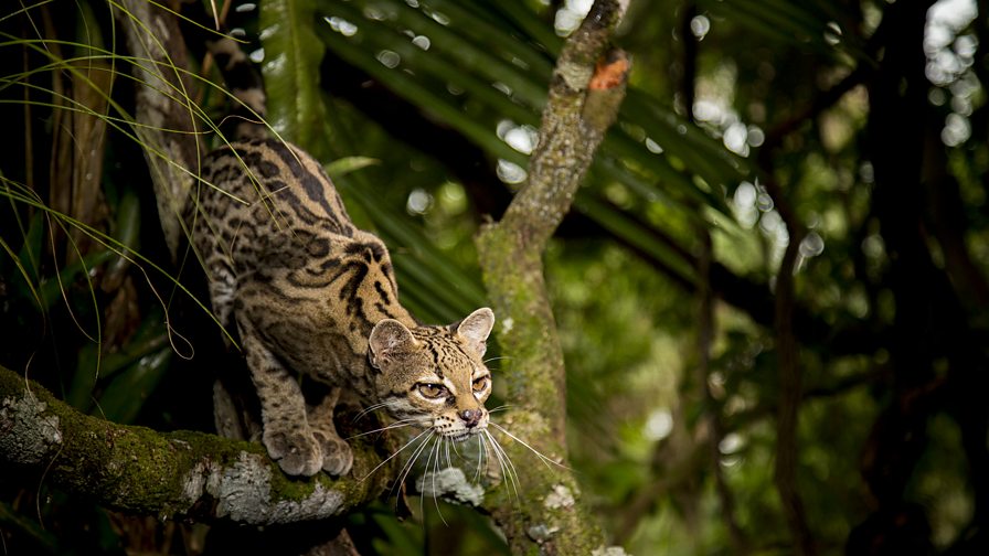 BBC One - Big Cats - Meet the cats