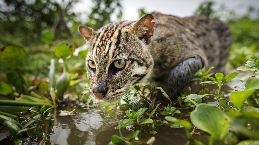 BBC One - Big Cats - Meet the cats